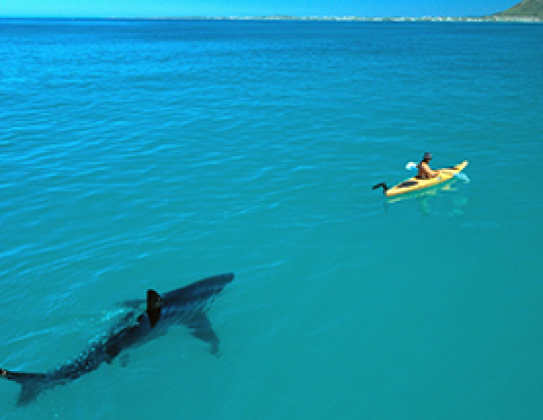 Best Shark Repellent Review: Do They Really Work? [2021]