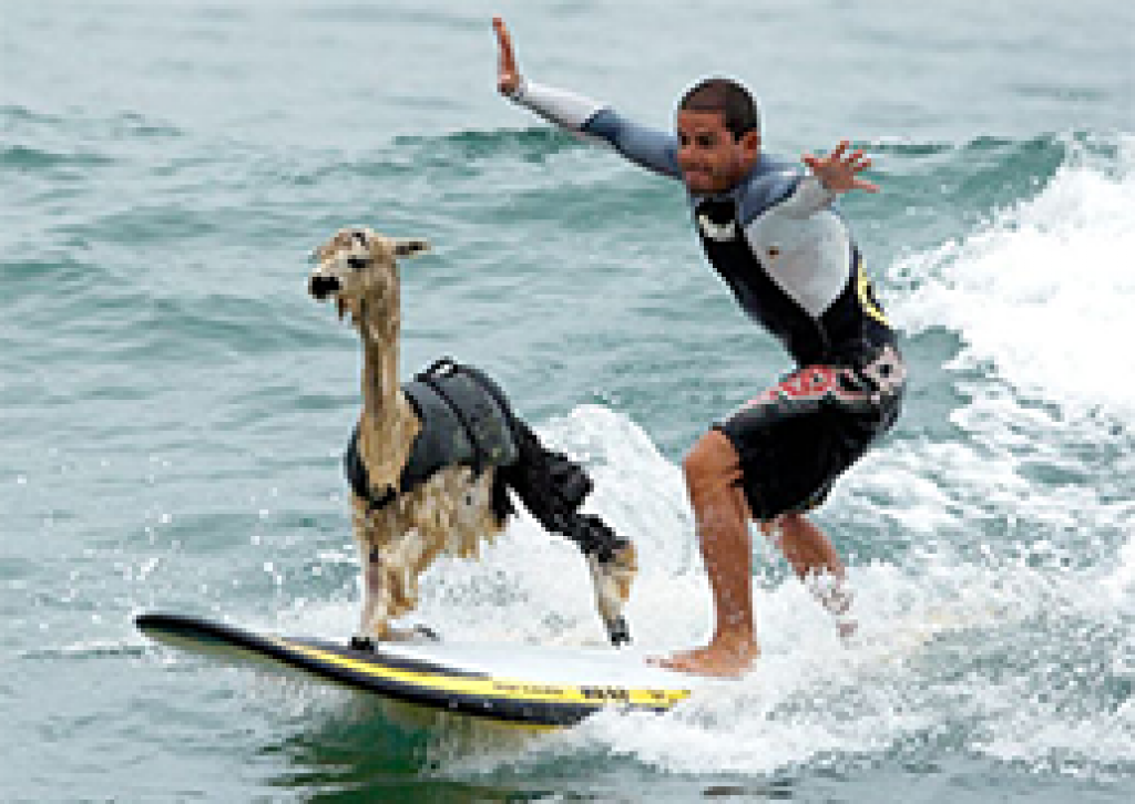 Best Surfboard Fins Reviewed: Top 11 + How To Choose [2021]