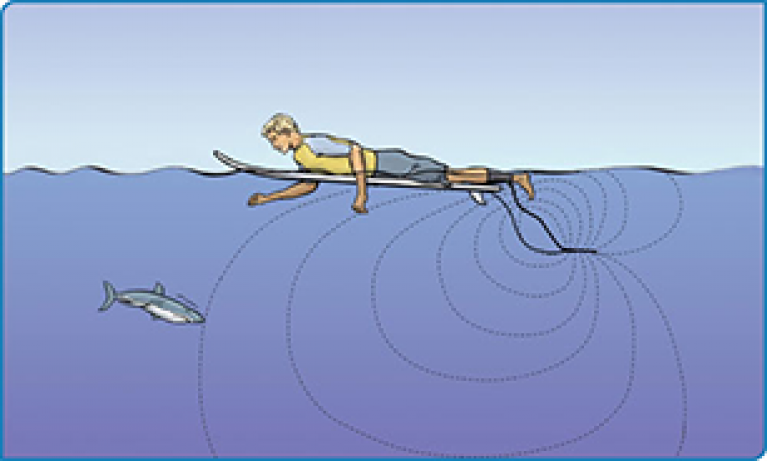 Shark Shield Review: Does This Thing Really Work?!